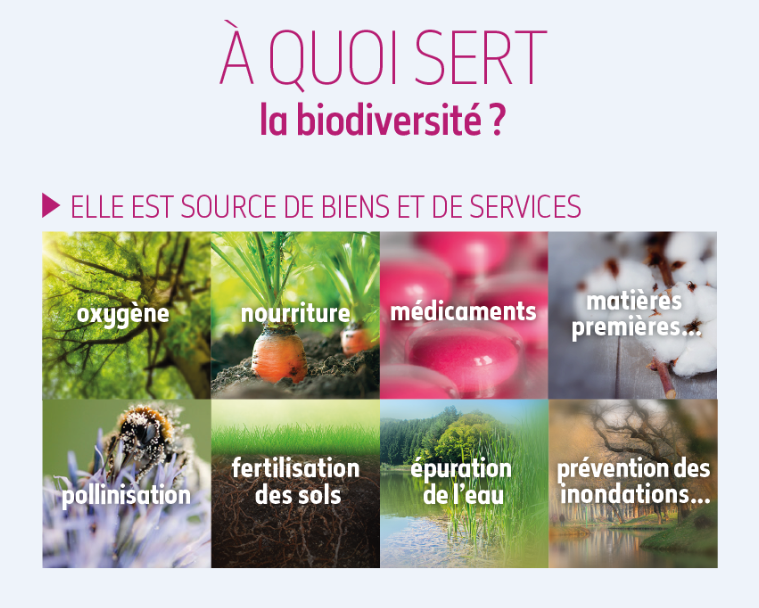 La biodiversité à quoi ça sert ? | Biodiversité La biodiversité à quoi ça sert ? | Biodiversité